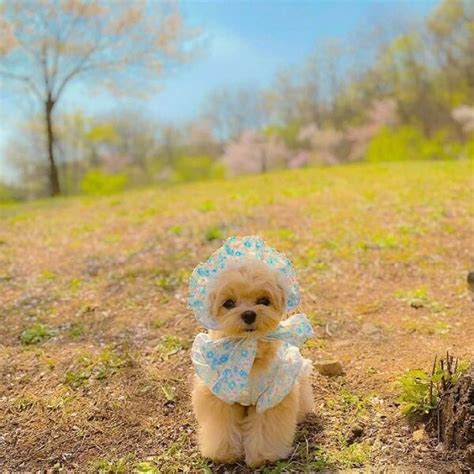 T Ng H P H Nh Nh Avatar Ch Cute D Th Ng Ng Y U