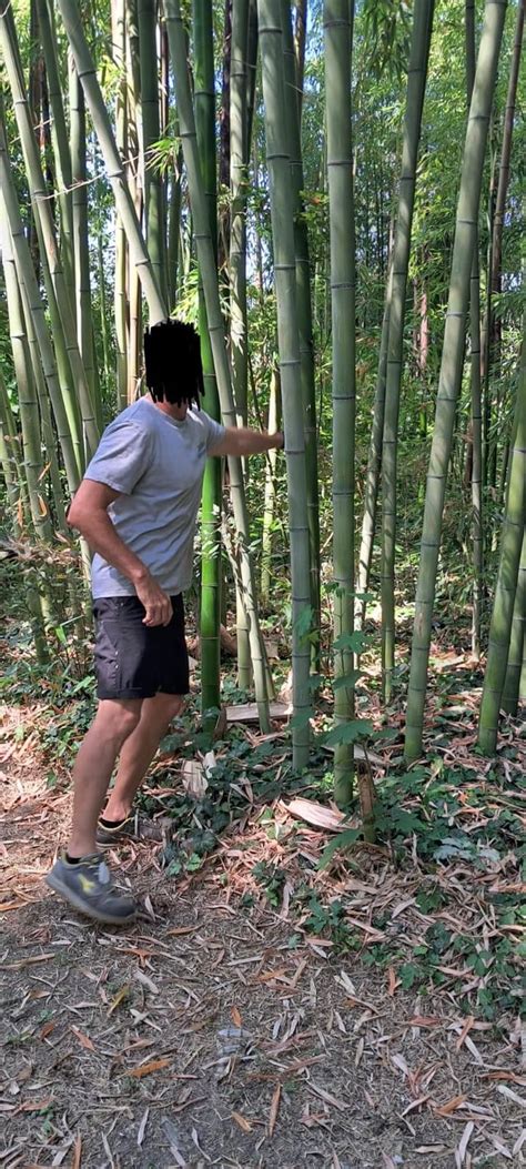 Bamboo Identify R Bamboo