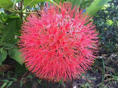 rahul pillai การถ่ายภาพ