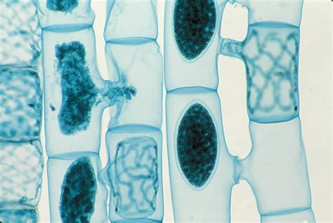 Cell Theory A Core Principle Of Biology