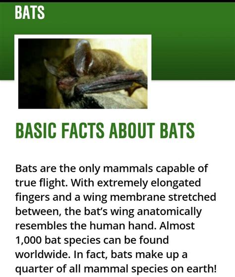 Bat Infographic Artofit Bat Infographic Artofit