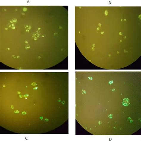 A Histogram Displaying The Mean Fluorescence Intensity Acquired From Download Scientific