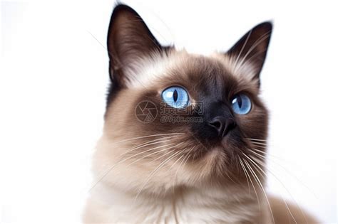 可爱的暹罗猫高清图片下载 正版图片600455838 摄图网