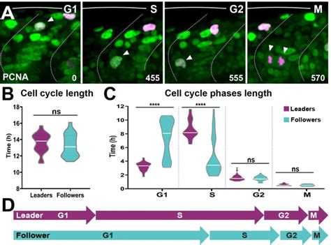 Leader And Follower Cells Progress Through The Cell Cycle At Different Download Scientific Diagram