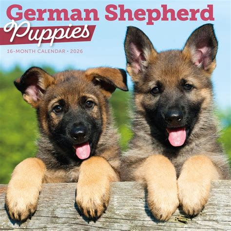 German Shepherd Puppies 2026 Wall Calendar