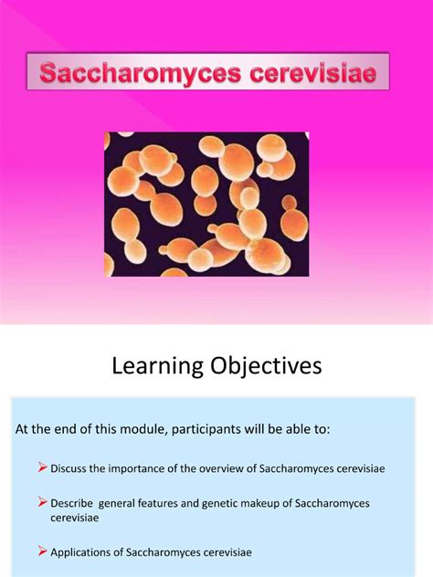 Saccharomyces Cerevisiae Pdf