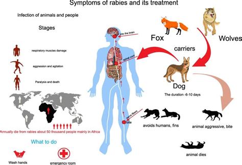 The Scariest Disease Ever Rabies