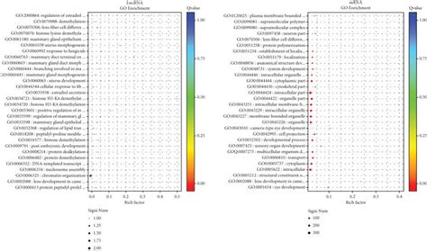 Go Enrichment Analysis The Horizontal Axis Indicates The Enrichment