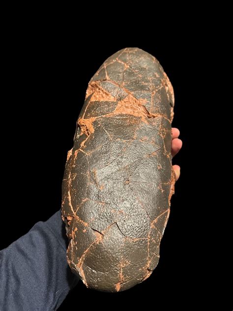 Enormous Dinosaur Egg 375 Cm Fossilised Egg Macroelongatoolithus 375 Cm 15 Cm
