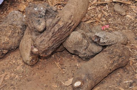Yams Diseases And Pests Description Uses Propagation