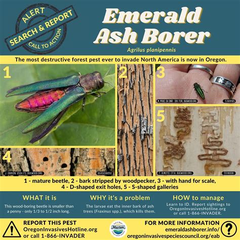 Emerald Ash Borer Marion Swcd