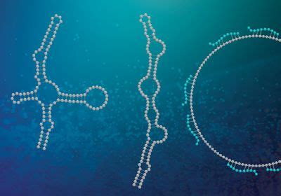 Infographic Noncoding RNA In The Brain The Scientist Magazine