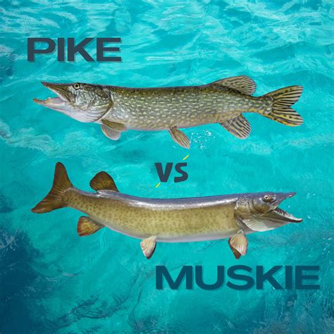 Pike Vs Muskie Tastylicious