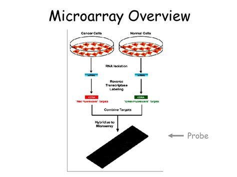 Using Web Based Tools For Microarray Analysis Ppt Download