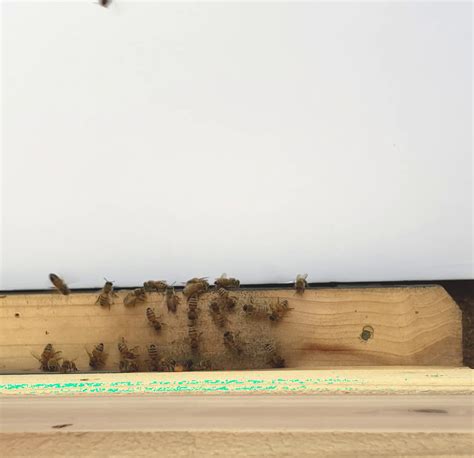 Bee Detection Lab Object Detection Dataset And Pre Trained Model By Jong