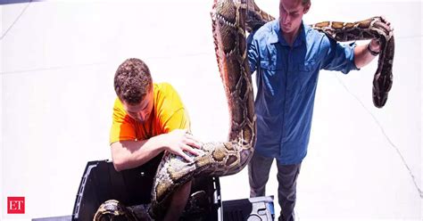 Longest Burmese Python Longest Ever Foot Burmese Python Caught In South Florida Raises