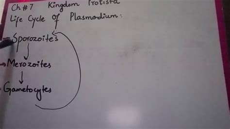 Apicomplexans Youtube