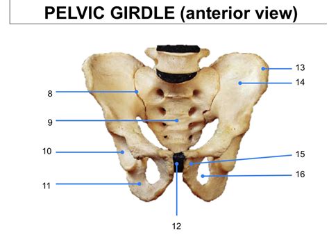Pelvic Girdle Pain What Where When Who Why And How To 49 Off