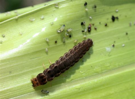 Soldier Beetle Larvae