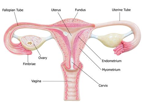 I Have A Confession To Make Rbadmensanatomy