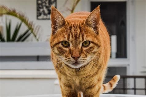 How To Tell If A Cat Is Dehydrated