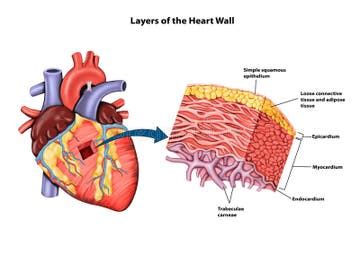 Layers Of The Heart Wall Anatomy Medical Illustration Stock