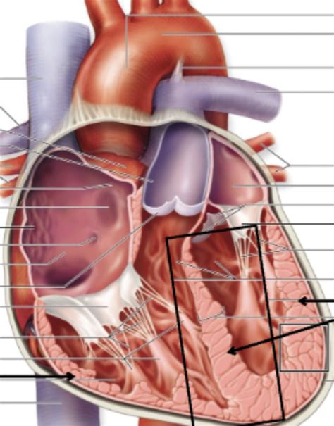Heart Internal Anatomy Diagram Quizlet