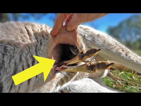 Female Kangaroo Pouch Inside