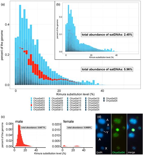 The Spread Of Satellite Dnas In Euchromatin And Insights Into The Multiple Sex Chromosome