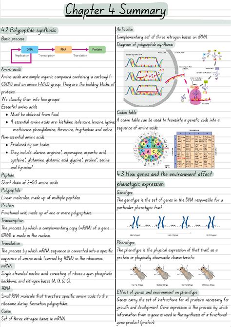 Chapter Four Summary Protein Synthesis 4 Polypeptide Synthesis Basic Process Amino Acids