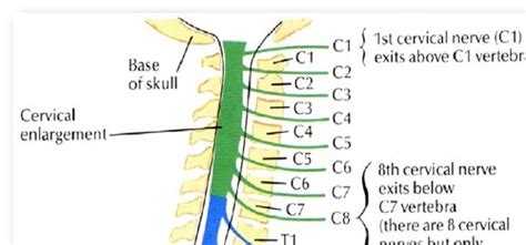 Opp Cervical Diagnosis And Treatment Flashcards Quizlet