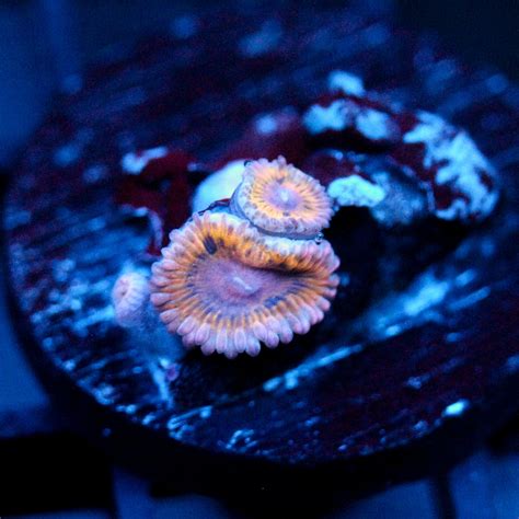 Jc Pink Seam Zoanthid Jersey Corals