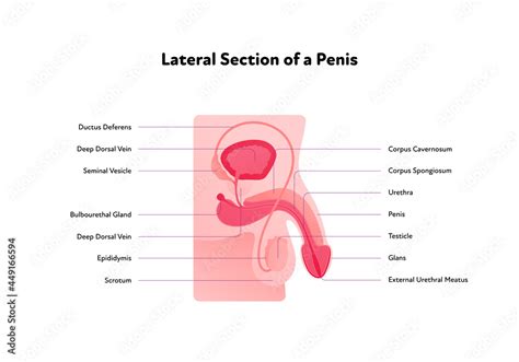 Human Reproductive System Anatomy Inforgaphic Chart Vector Flat