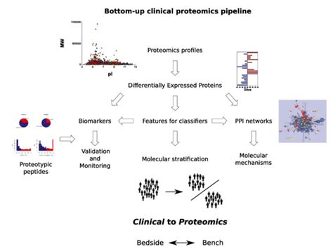 Bottom Up Proteomics Service Mtoz Biolabs