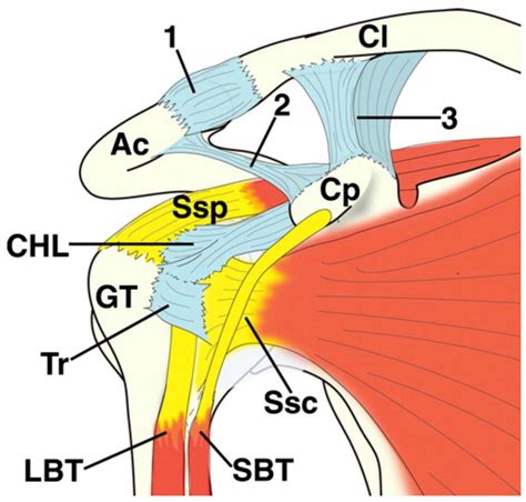 Biceps Subluxation Shoulder And Elbow Orthobullets