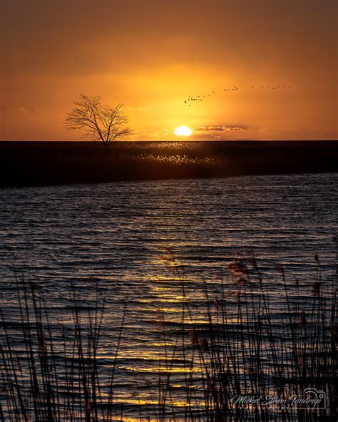 Træet Ved Højer Sluse Naturfotografer I Danmark