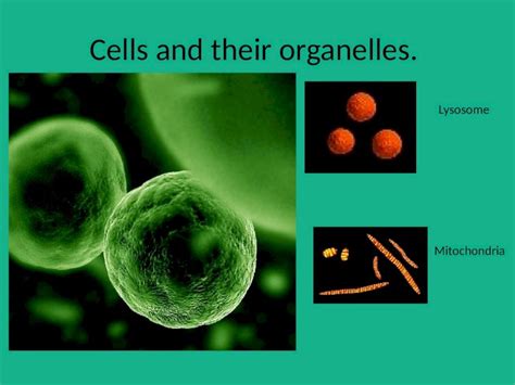 Pptx Cells And Their Organelles Dokumen Tips