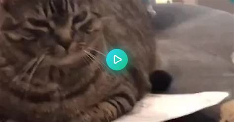 Grumpy Fuck Now With Sound Album On Imgur