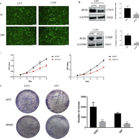 Bub1 Facilitated The In Vitro Carcinoma Proliferation In Gbm Cells A