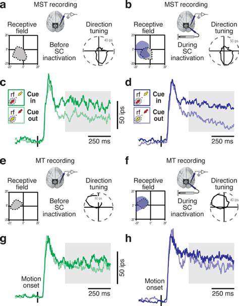 Sample Neuronal Activity Before And During Sc Inactivation Abef Download Scientific