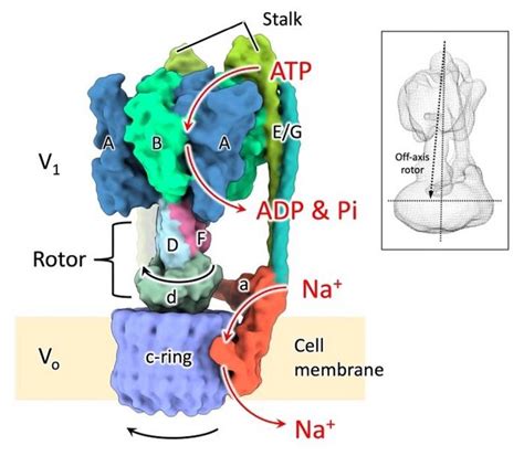 The Structures Of Six States Of A Rotary Sodium Ion Pump Are Revealed