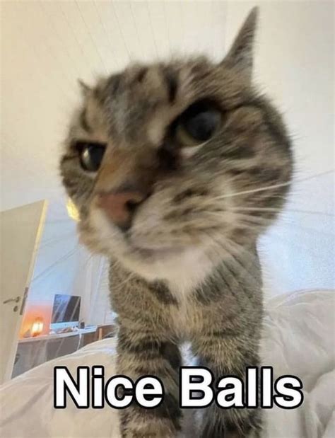 Pin By Aldo Aragón On Mood Picks Funny Cats Cat Memes Cute Cat Memes
