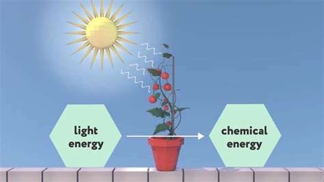 Renewable And Non Renewable Energy Fuzzy Duck