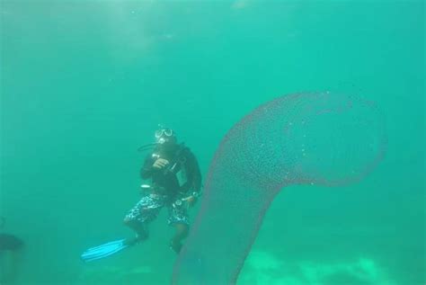 Watch Divers Film Glowing Pyrosome In Philippines