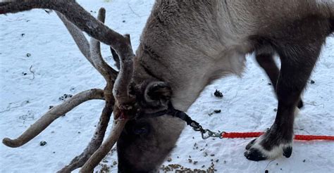 Levi Lapimaa Põhjapõdradeporolaskmine Lapimaa Põhjapõdradeporolaskmine Getyourguide