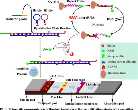 Figure 2 From Lateral Flow Nucleic Acid Biosensor For Sensitive