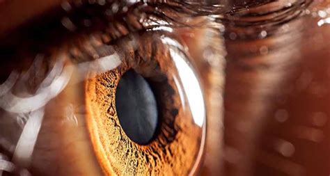 Cognition And Perception Department Of Psychology Neuroscience And Behaviour Faculty Of Science