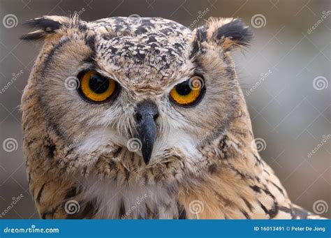 Eagle Owl Searching For Prey Stock Image Image Of Face Feathers