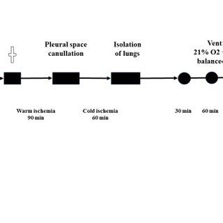 Schematic Protocol Of Experiment Download Scientific Diagram