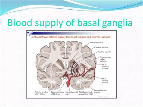 Functional Anatomy Of Basal Ganglia Ppt